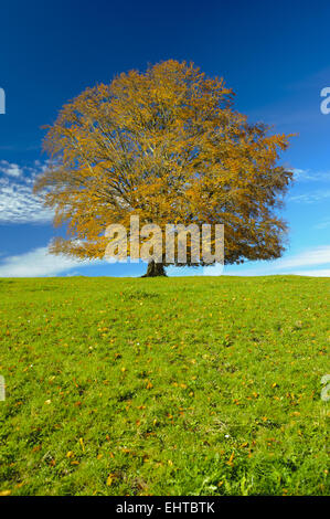 single beech tree in autumn Stock Photo - Alamy