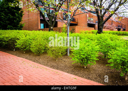 Bushes and houses in Canton, Baltimore, Maryland Stock Photo - Alamy