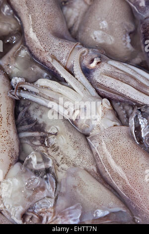 squid, tentacle sucker, squids, tentacle suckers Stock Photo - Alamy