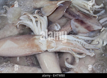 squid, tentacle sucker, squids, tentacle suckers Stock Photo - Alamy