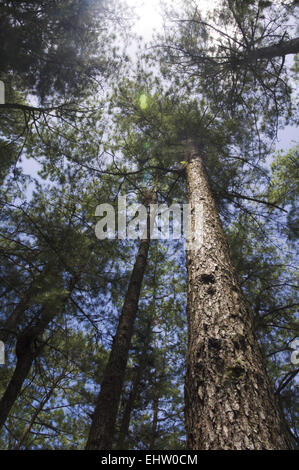Sun Shining Through Pine Trees in Mountain Forest Stock Photo - Alamy