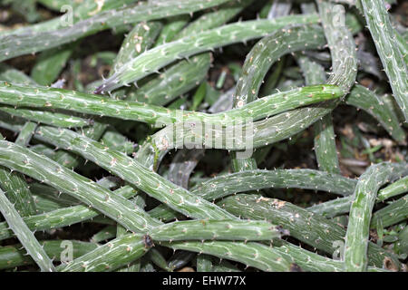 Senecio pendulus,Succulent plant Stock Photo - Alamy