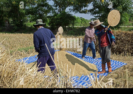 A farmers dry harvested rice grain under the sun at a rice fields in ...