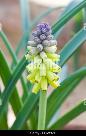 Muscari macrocarpum. Yellow Grape Hyacinth Stock Photo - Alamy