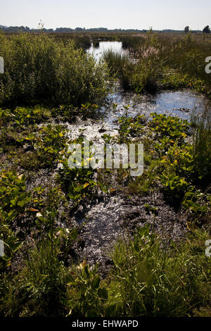 The large peat bog in Luebbecke in Germany Stock Photo - Alamy