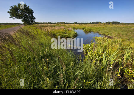 The large peat bog in Luebbecke in Germany Stock Photo - Alamy
