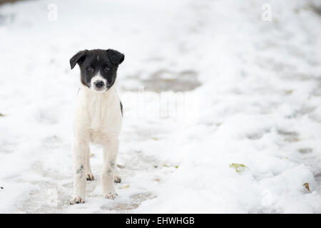 Homeless dog in the snow Stock Photo - Alamy
