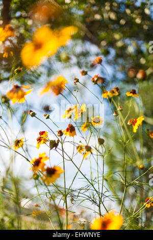 Wildflowers against sunny blue sky Stock Photo - Alamy