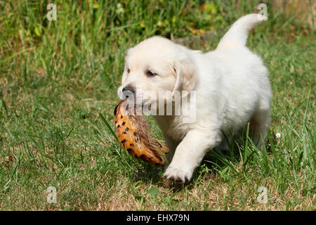 Golden Retriever Puppy returning wing Germany Stock Photo - Alamy