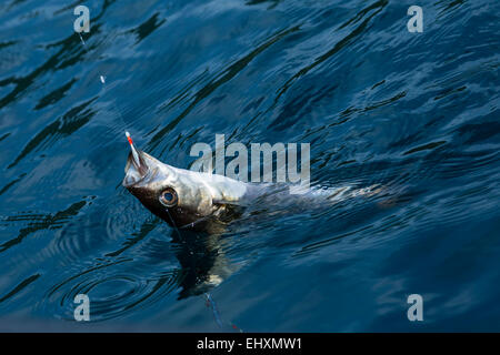 Norway, pollock on fishhook Stock Photo - Alamy