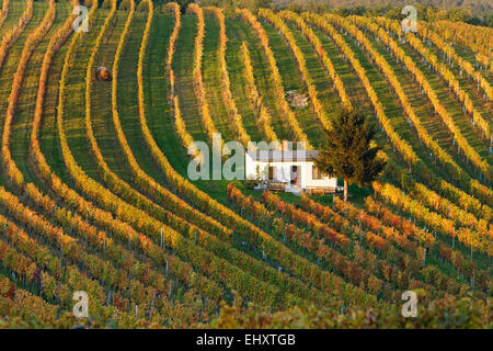 Austria, Burgenland, Oberpullendorf District, Neckenmarkt, in autumn ...