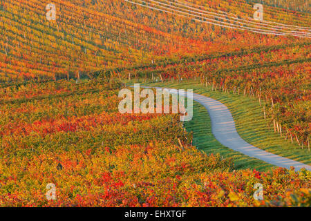 Austria, Burgenland, Oberpullendorf District, Neckenmarkt, in autumn ...