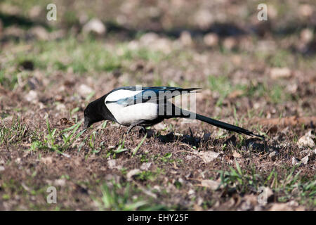 Magpie (Pica pica). Russia, Omsk Stock Photo - Alamy