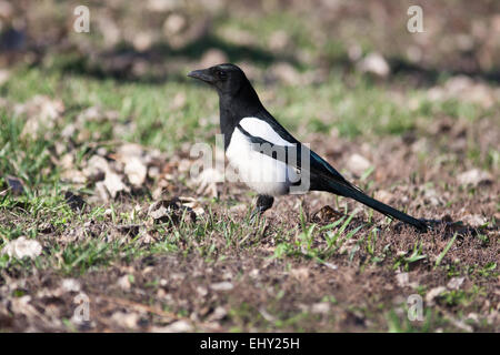Magpie (Pica pica). Russia, Omsk Stock Photo - Alamy