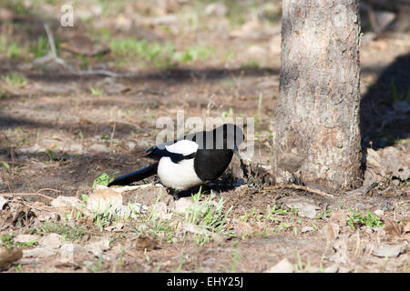 Magpie (Pica pica). Russia, Omsk Stock Photo - Alamy