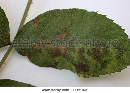 Rose downy mildew - Peronospora sparsa Stock Photo, Royalty Free Image ...