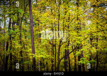 Beautiful forest landscape in early autumn. Natural background Stock ...