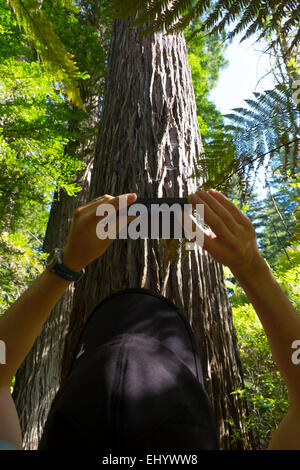 Natural scenery of the forests in Redwood National Park, California ...
