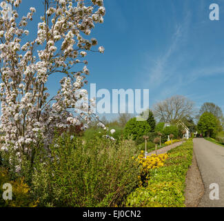 Rumpt, Netherlands, Holland, Europe, landscape, field, meadow, flowers ...