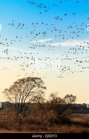 Chen caerulescens, Hagerman, National, Wildlife, Refuge, Lake Texoma ...