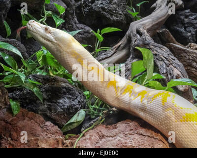 albino, carnivores, constricting, Dallas Zoo, non venomous, Python ...