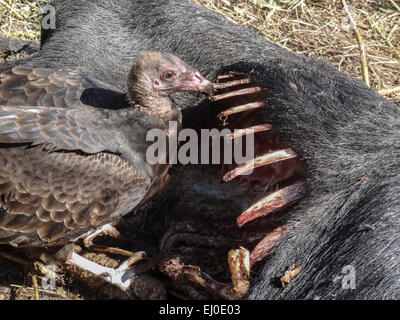 animal, carcass, Carnivora, corpse, dead, Feral hog, Hagerman, National ...