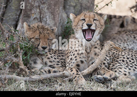 Cheetah, Gepard,Acinonyx jubatus,cubs on a jeep Stock Photo - Alamy