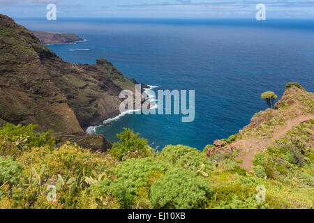 El Tablado, Spain, Europe, Canary islands, La Palma, coast, sea, dragon ...
