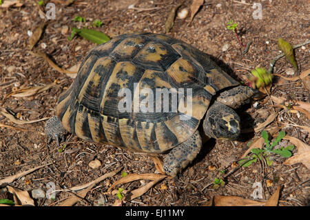 Spur-thighed tortoise or Greek tortoise (Testudo graeca) at the castle ...