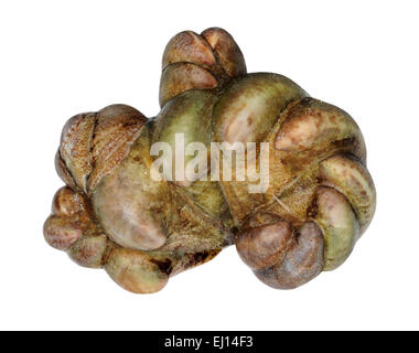 Slipper Limpet Shell Crepidula fornicata Stock Photo - Alamy