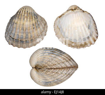 Spiny Cockle - Acanthocardia aculeata Stock Photo - Alamy