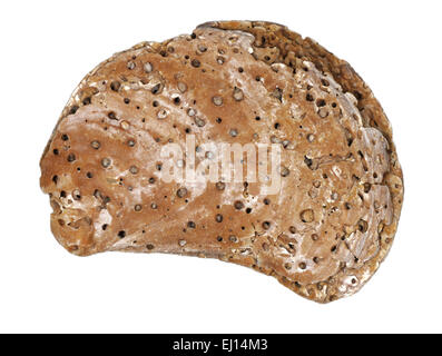 Boring Sponge. Cliona Celata. Sponges. Underwater marine life off the ...