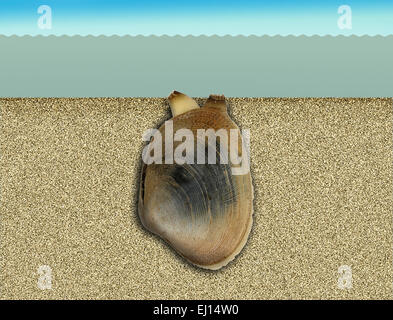 Pullet carpet shell (Venerupis senegalensis) showing anterior and ...