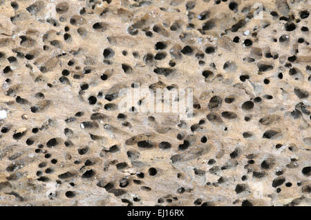 Gribble - Limnoria lignorum Stock Photo - Alamy