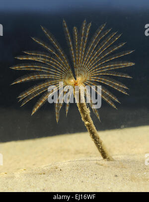 Peacock worm Sabella pavonina Stock Photo - Alamy