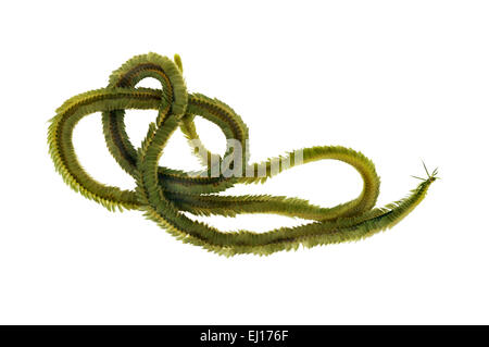 Polychaete marine worm (Phyllodoce groenlandica). Polychaetes are a ...