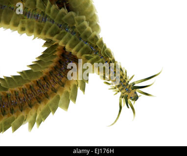 Polychaete marine worm (Phyllodoce groenlandica). Polychaetes are a ...