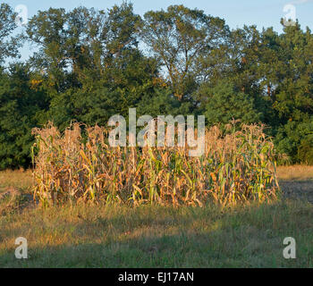 Corn garden plants in Corn field farm Stock Photo - Alamy
