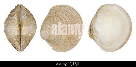 Venus verrucosa 3 Stock Photo - Alamy