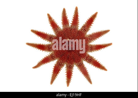 Echinoderms. Starfish. Common Sunstar (Crossaster Papposus) and Dahlia ...