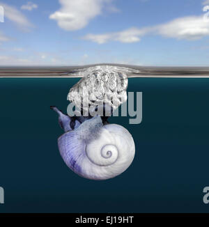 Violet sea-snail (Janthina janthina), Floating snail, Violet snails ...