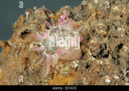 Sea anemone shells Stock Photo - Alamy