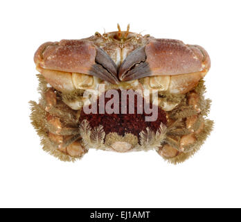 Risso's crab - Xantho pilipes Stock Photo - Alamy