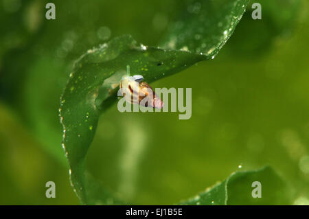 Sea snail shell. Shell of a marine mollusc that has been polished to ...