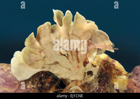 Flustra foliacea a sea mat Stock Photo - Alamy