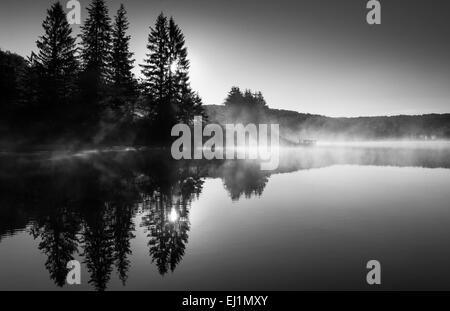 The sun shines through pine trees and fog at sunrise, at Spruce Knob ...