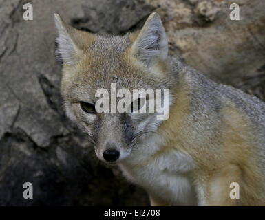 Swift fox ( Vulpes velox), native to grasslands of the Northern USA and ...