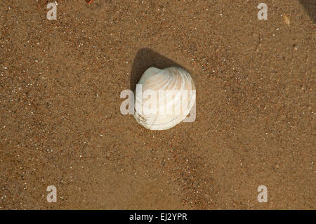 Blunt Tellin shell on Nairn Beach Stock Photo - Alamy