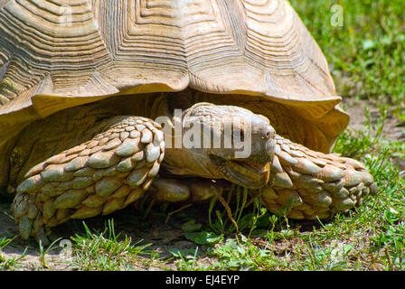Elephant tortoise or galápagos tortoise (Chelonoidis elephantopus Stock ...
