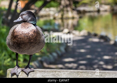 Paradise duck in nature, New Zealand Stock Photo - Alamy